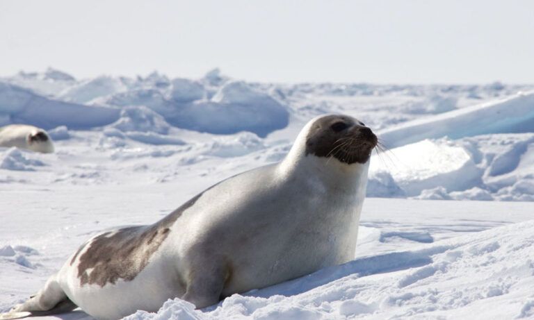 10 animales del Polo Norte - GeoViajeros.com